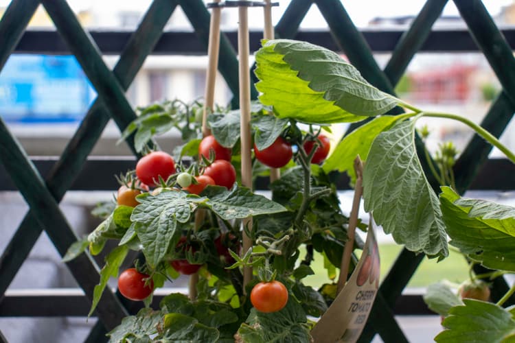 DIY Garden Trellises - Simple Steps to Build Your Own | Mavyn