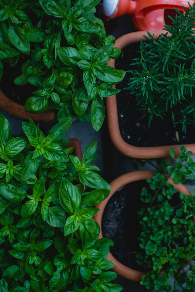Reviving Droopy Garden Plants Effectively | Mavyn