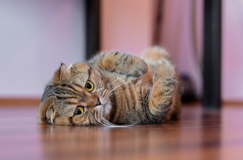 Unique Cat Coat Patterns - Explore Striking Breeds | Mavyn