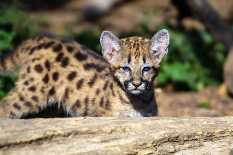 Savannah Cats - Top 10 Must-Know Facts | Mavyn